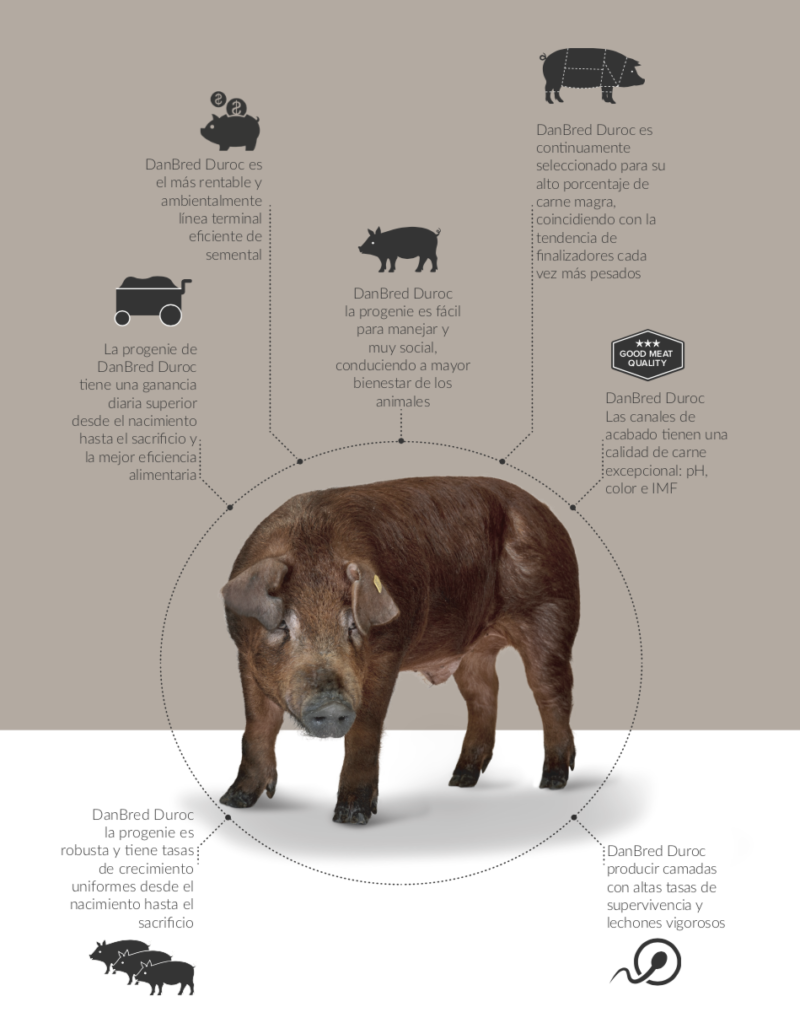 Duroc DanBred | grupo ISA