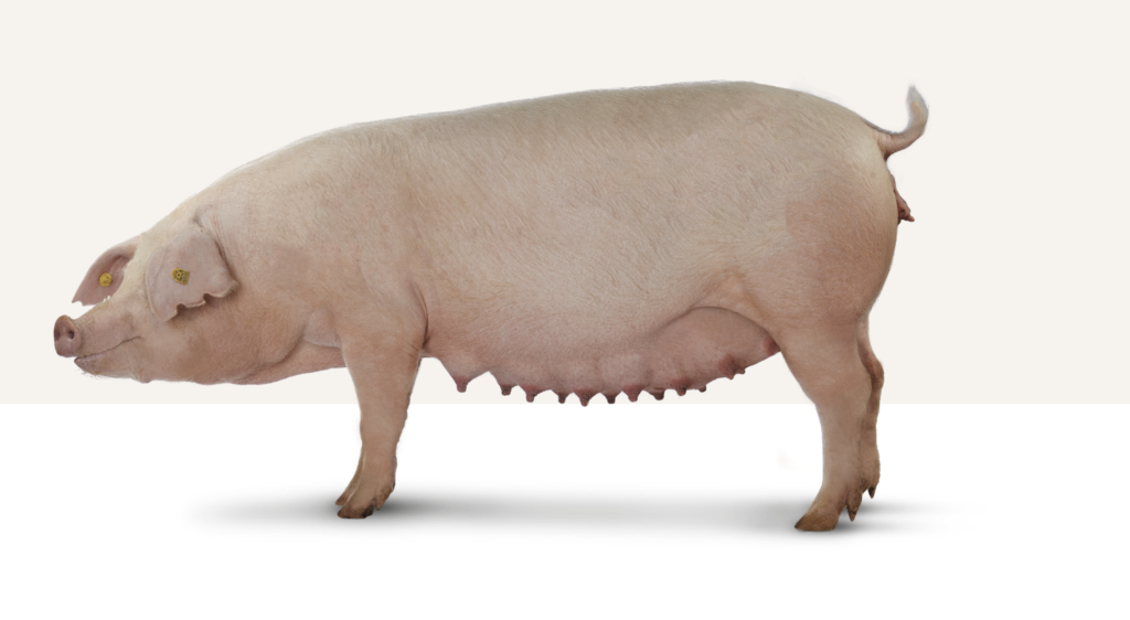 Landrace DanBred | grupo ISA