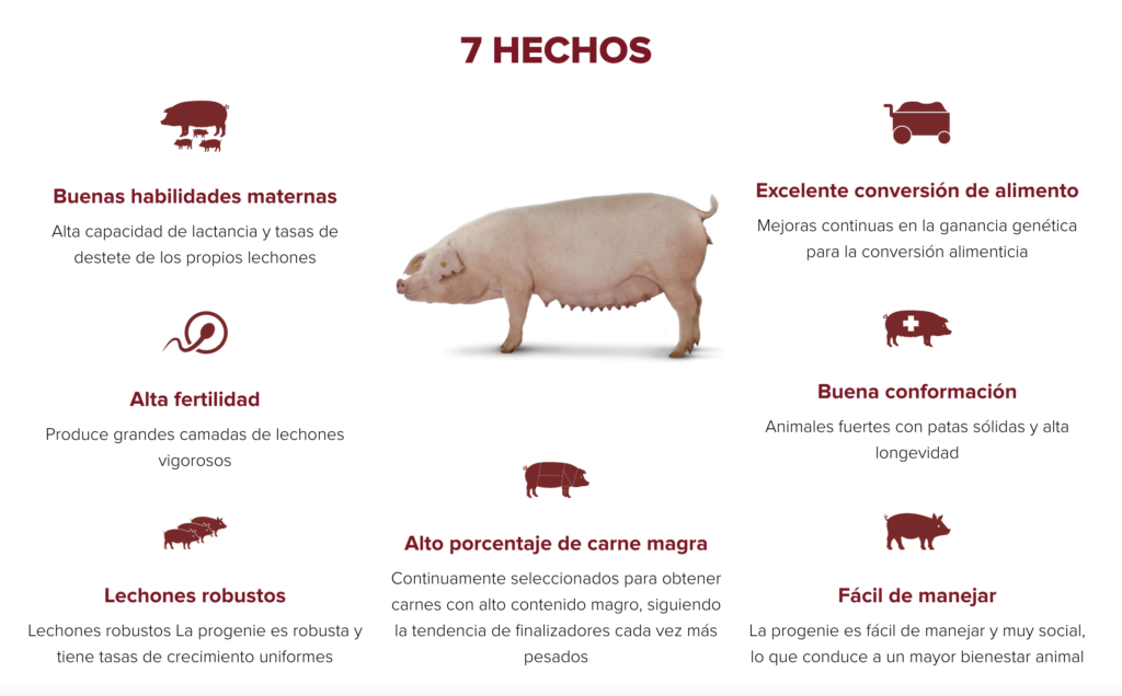 Landrace DanBred | grupo ISA