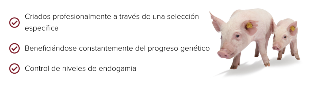 Landrace DanBred | grupo ISA