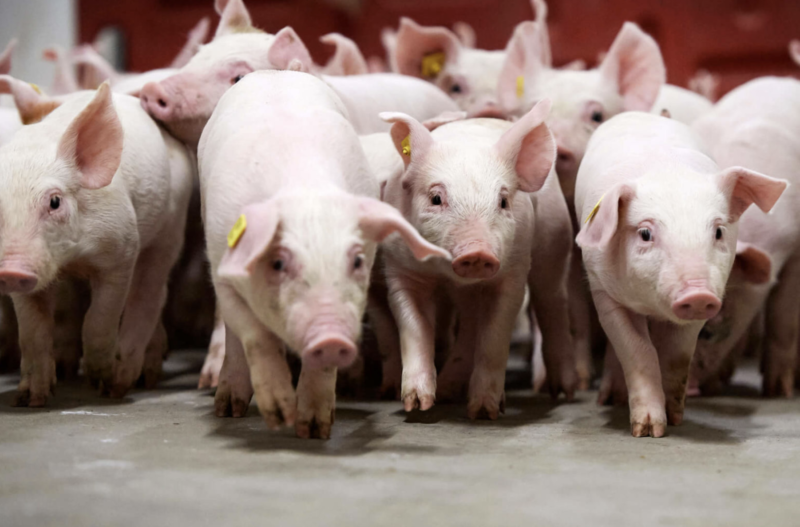 Híbrida de DanBred | grupo ISA