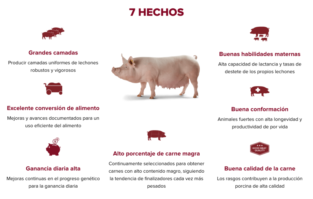 Yorkshire DanBred | grupo ISA