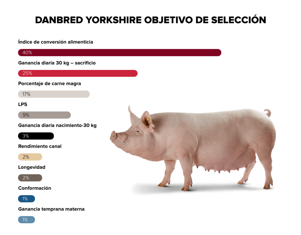 Yorkshire DanBred | grupo ISA